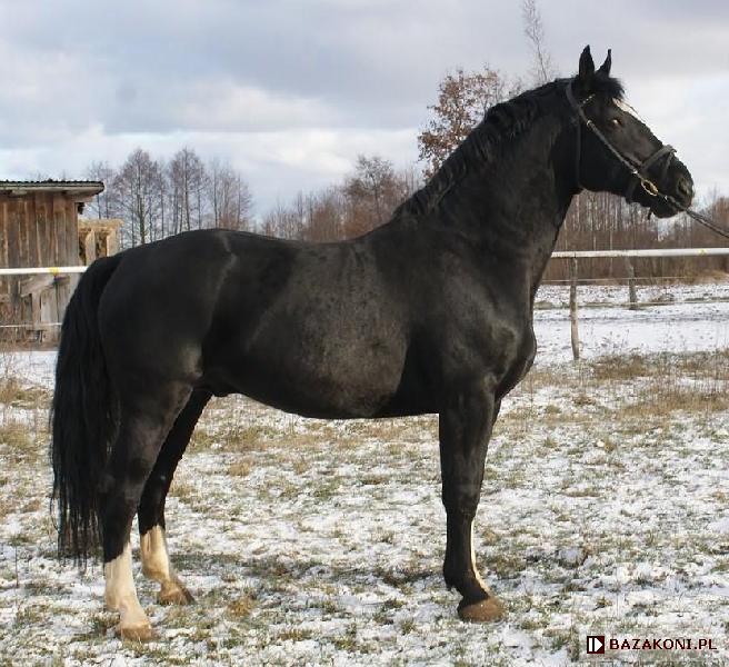 bazakoni.pl - Karta konia - Ogier "Royal" [Lokan-Reba]