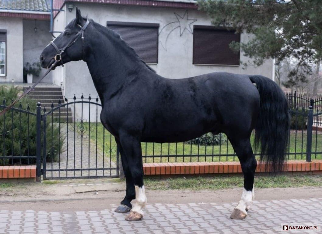bazakoni.pl - Karta konia - Ogier "Royal" [Lokan-Reba]